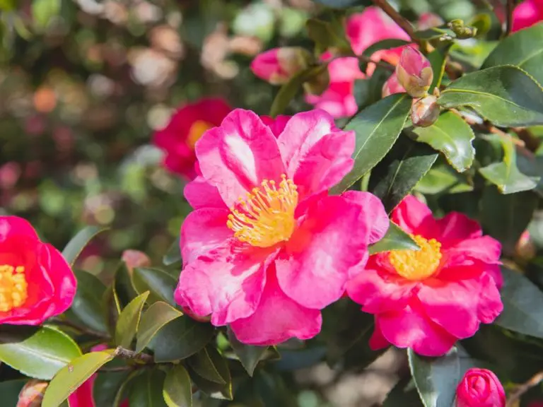 Camellia Care In Pots: 7 Easy Growth Tips For Beginners