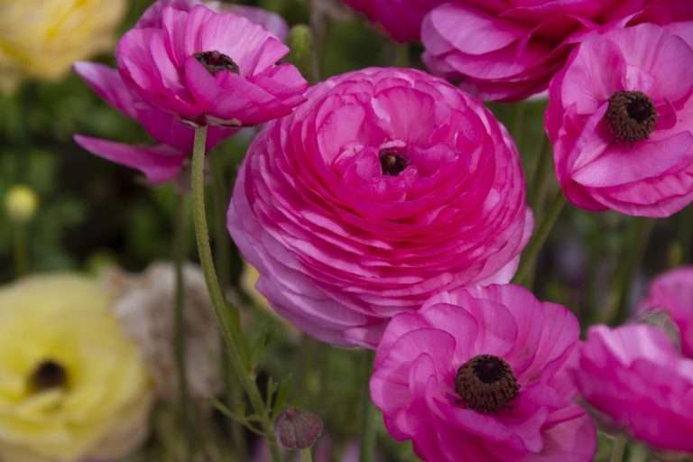Growing Ranunculus In Pots: 9 Growth Tips For Beginners