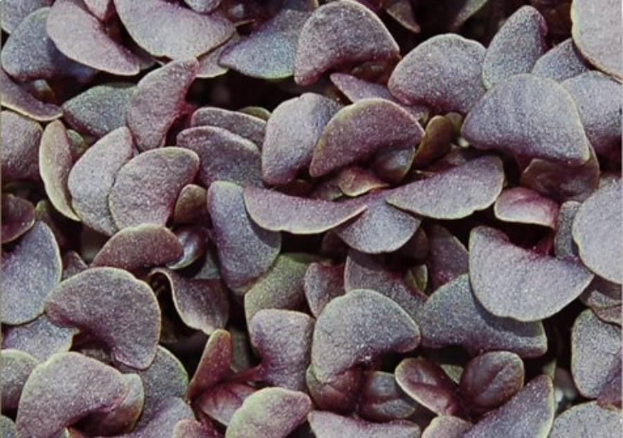 How To Grow Basil Microgreens In 7 Easy Steps