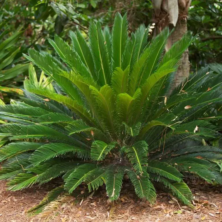 Growing Sago Palms In Pots: 10 Easy Tips For Sago Palm Care