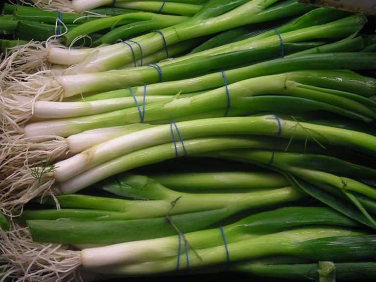 How To Grow Scallions Indoors: Very Easy To Grow