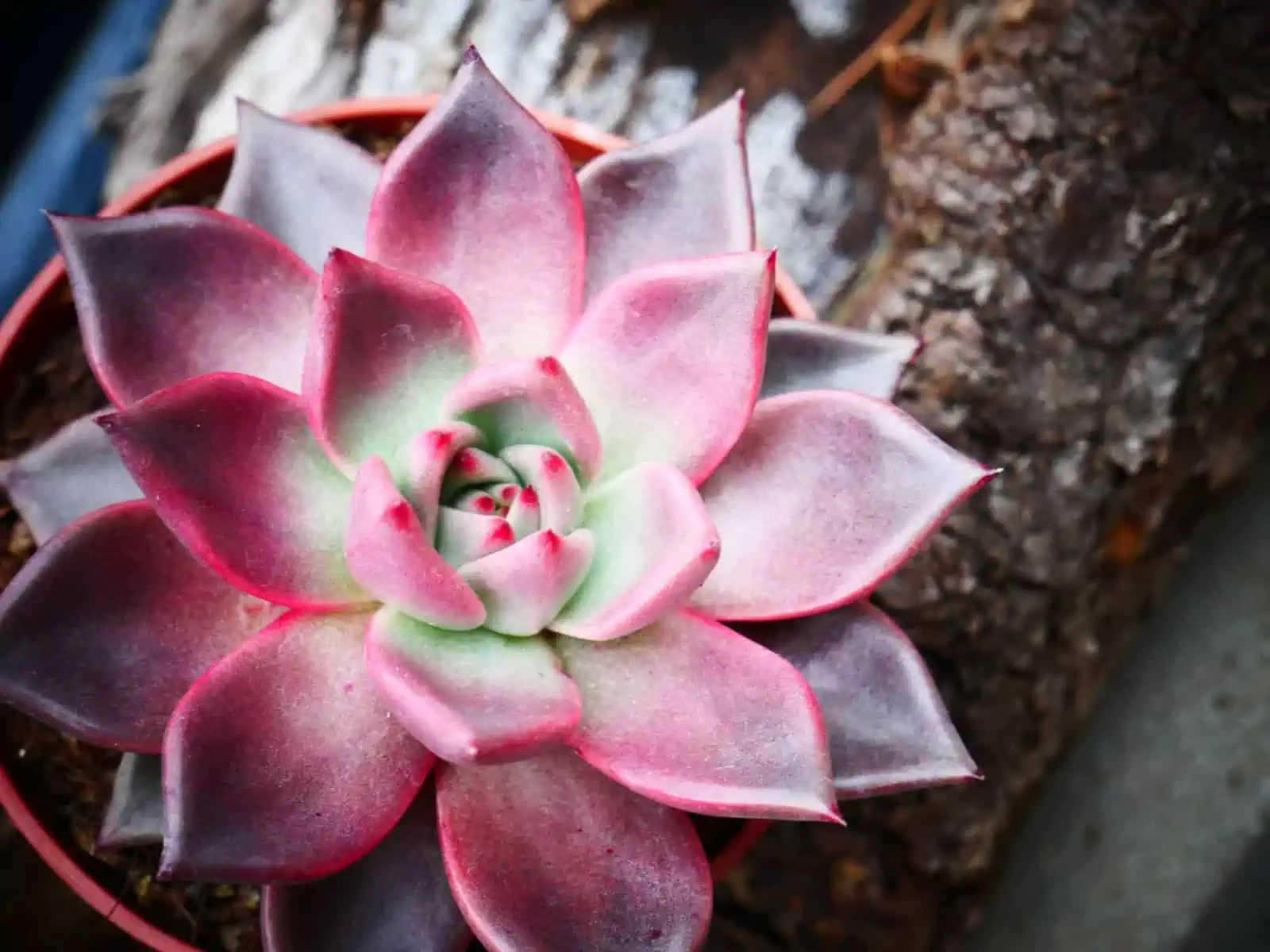 10 Benefits Of Succulent Plants Indoors: Plus They're Easy To Grow!