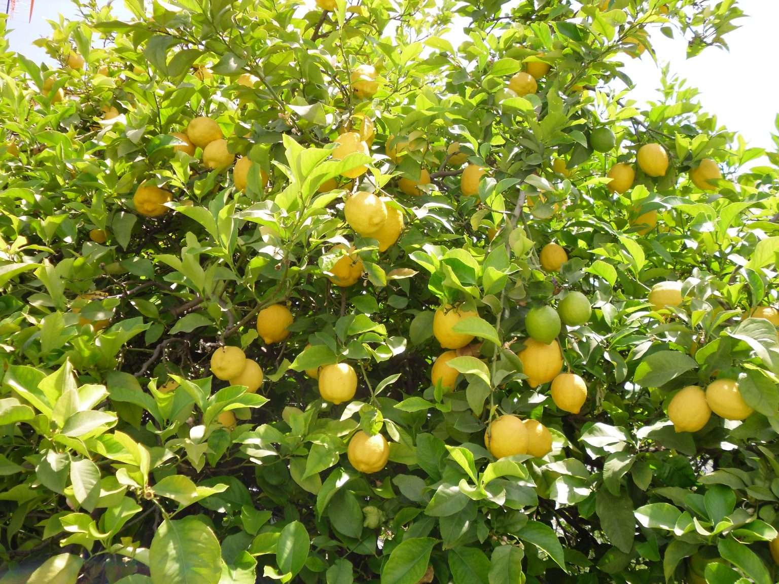 Meyer Lemon Tree Indoor Care: A Step-by-Step Guide