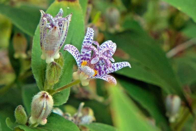How to Grow Toad Lily: 7 Easy Growing Tips For Beginners